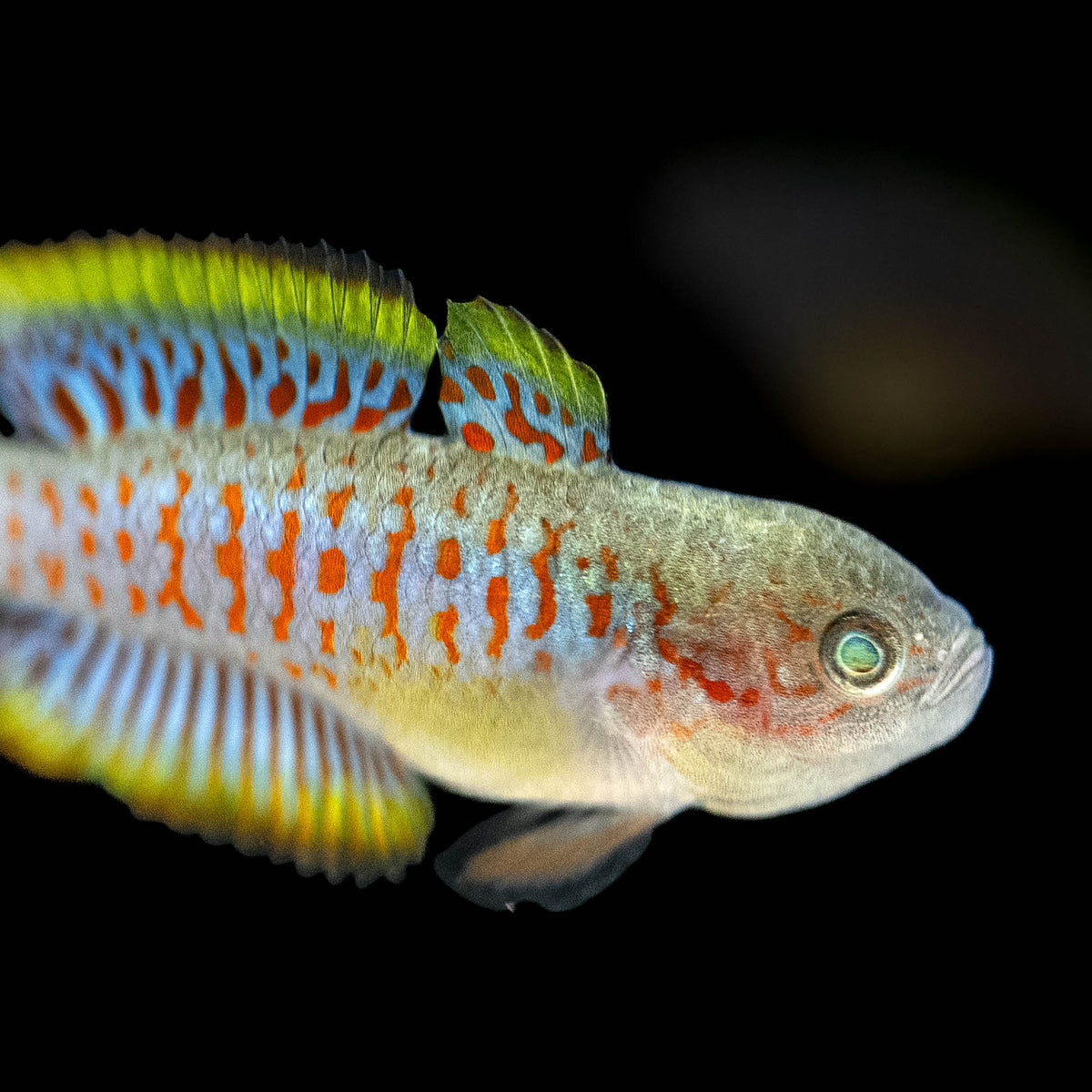 Peacock Gudgeon (Tateurndina ocellicauda) 3-4cm – Your Local Fish Store
