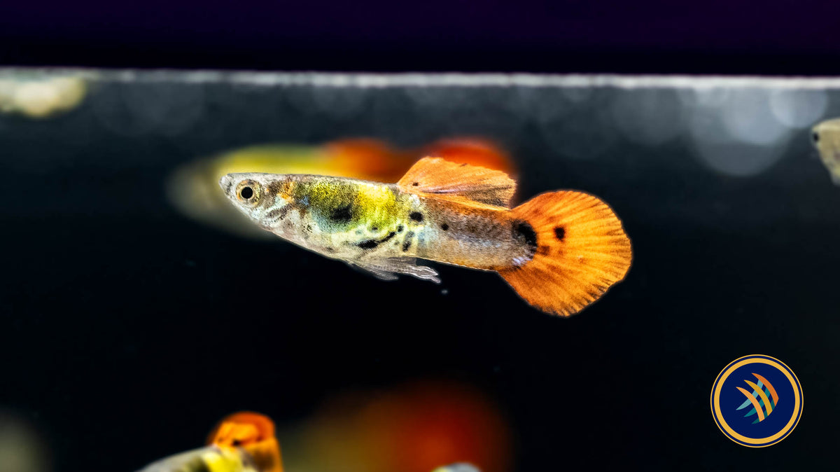 Livebearers – Your Local Fish Store