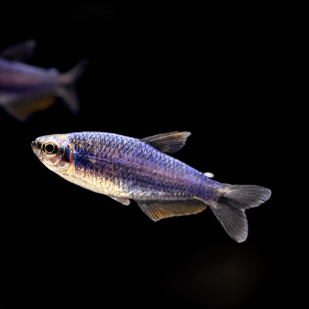 Super Blue Kerri Tetra (Inpaichthys kerri) Medium / Large (Aquarium Gl ...