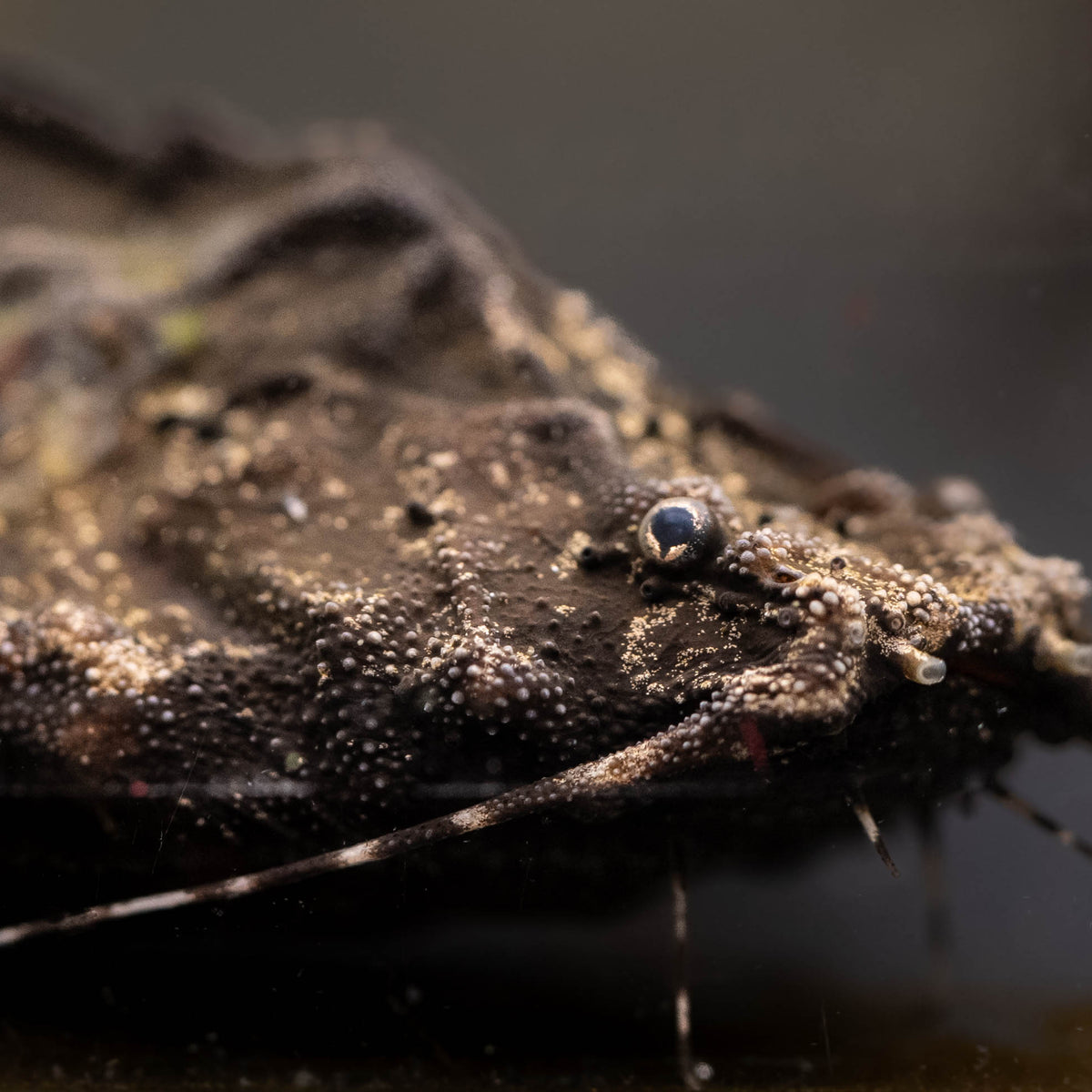 Two Rayed Banjo Catfish (Amaralia hypsiura) – Your Local Fish Store