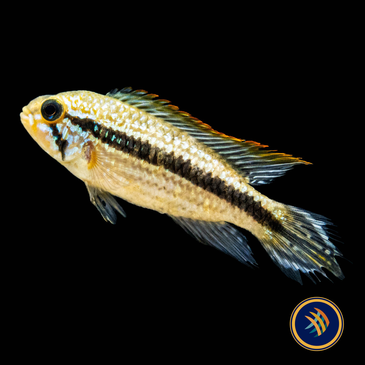 Apistogramma Agassizii "Tefe" Red Back Pairs 2-3cm – Your Local Fish Store