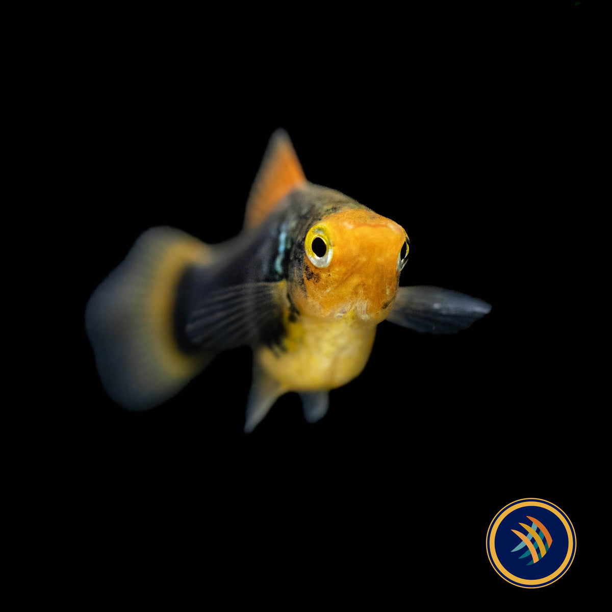 Black Variatus Platy (Xiphophorus variatus) 4cm – Your Local Fish Store