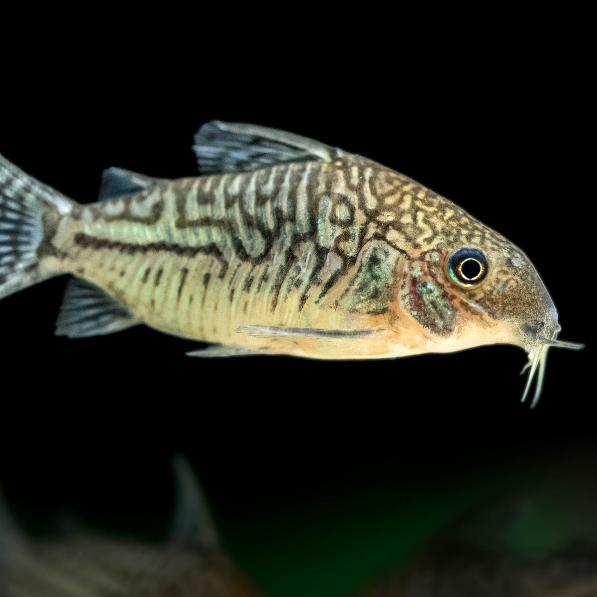 Corydoras Sodalis – Your Local Fish Store