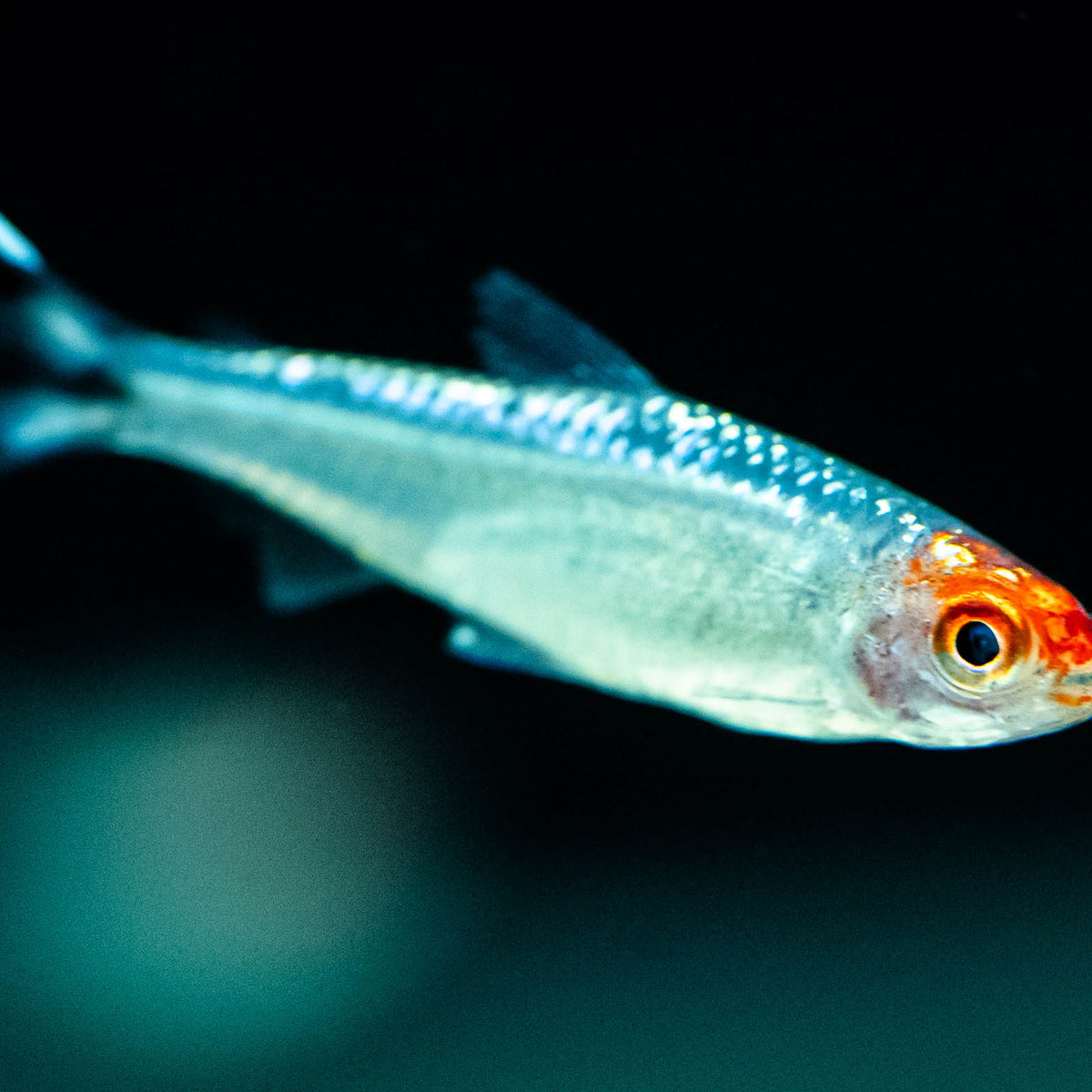 Diamond (Brilliant) Rummy Nose Tetra (Hemigrammus bleheri) – Your Local ...