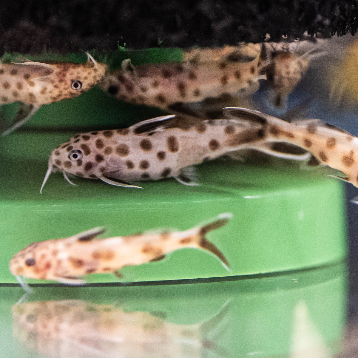 Pink Cuckoo Catfish/Synodontis Petricola 3cm – Your Local Fish Store