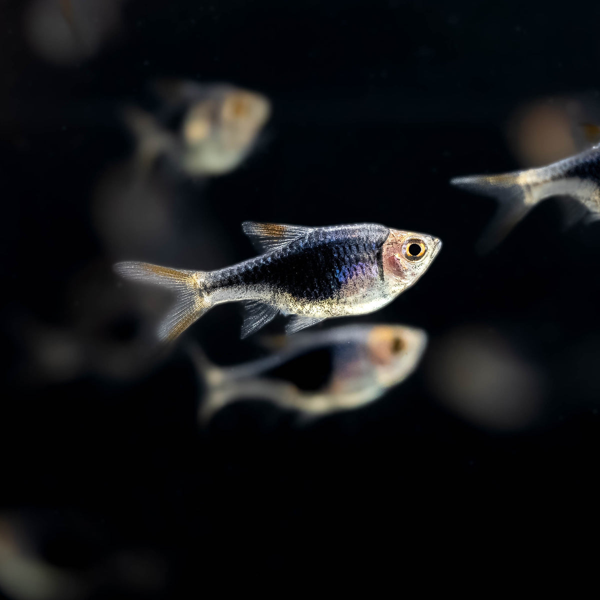 Purple Harlequin Rasbora (Trigonostigma heteromorpha) Large (Aquarium ...