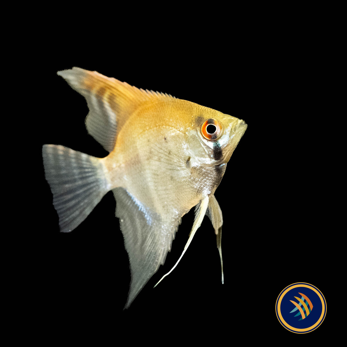 Red Neck Tucano Angelfish (Pterophyllum scalare) 4-5cm – Your Local ...