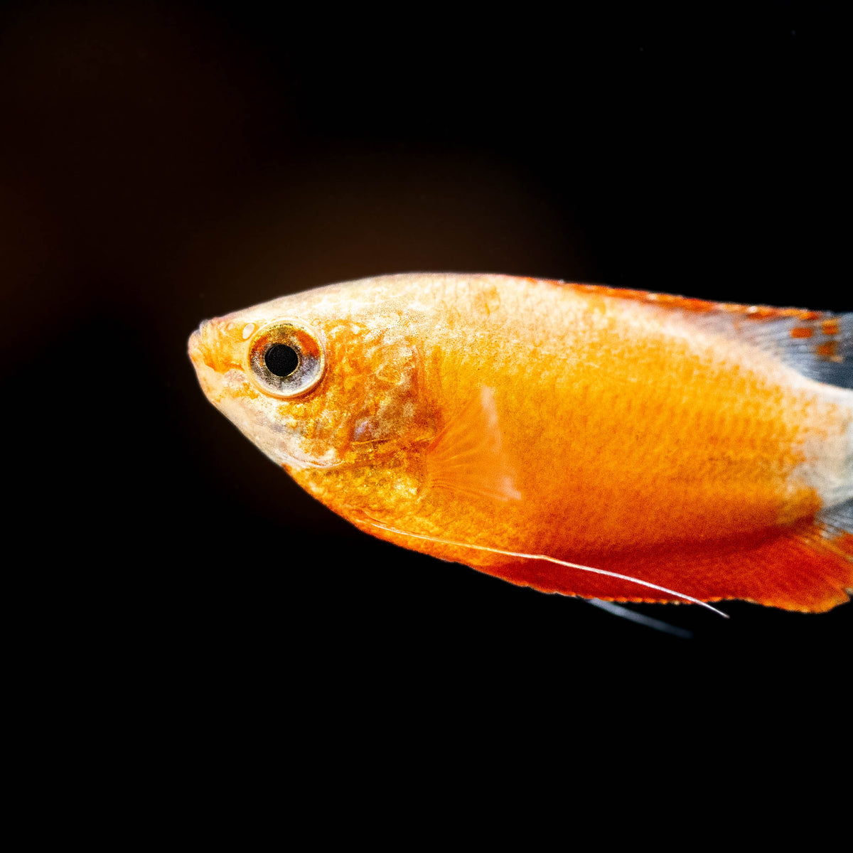Red Thick Lipped Gourami (Colisa labiosus) 4cm – Your Local Fish Store