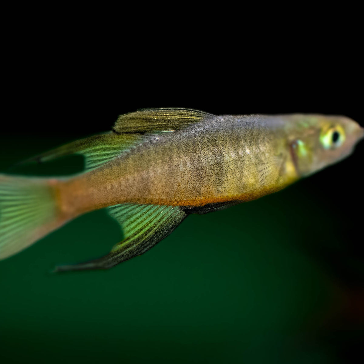 Threadfin / Featherfin Rainbowfish (Iriatherina werneri) 2.7 - 3cm ...