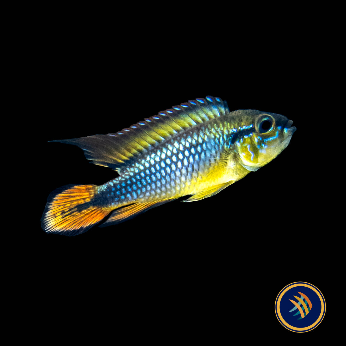 Apistogramma Agassizii German Blue Red Tail Pair (M /F) 3-4cm – Your ...