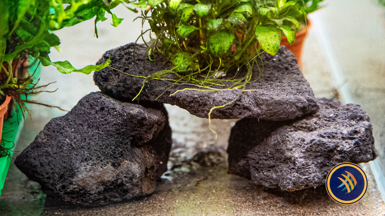 Substrates & Hardscape – Your Local Fish Store