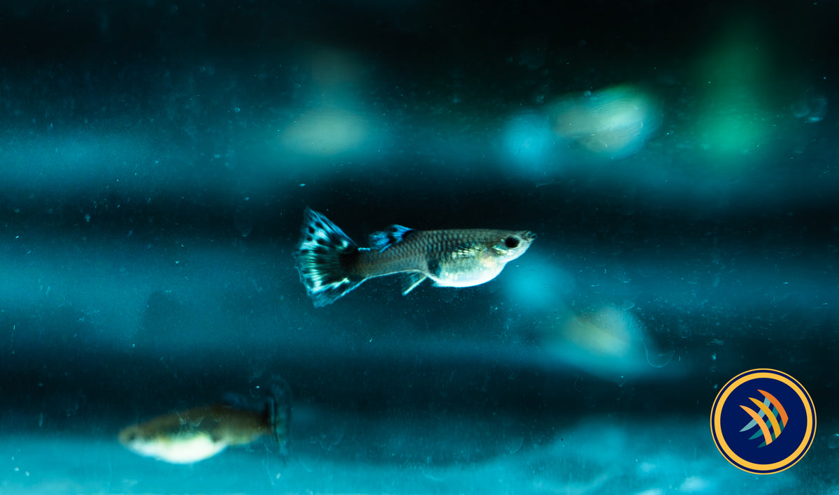 Fancy Guppy Pair Blue Elephant Ear (Poecilia reticulata) – Your Local ...