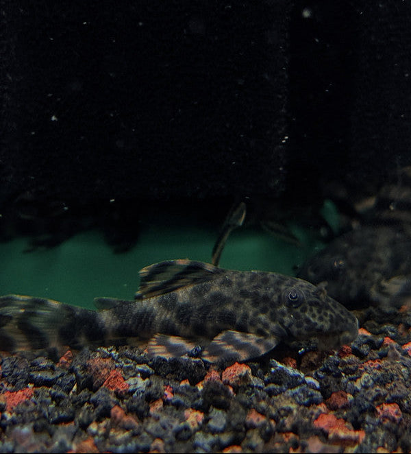 L205 Andes Tiger Pleco (Peckoltia sp. L205) 4cm – Your Local Fish Store