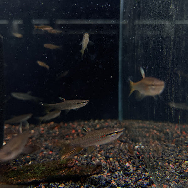 Red Spotted Splashing Tetra (Pyrrhulina obermulleri) Large Aquarium Gl ...