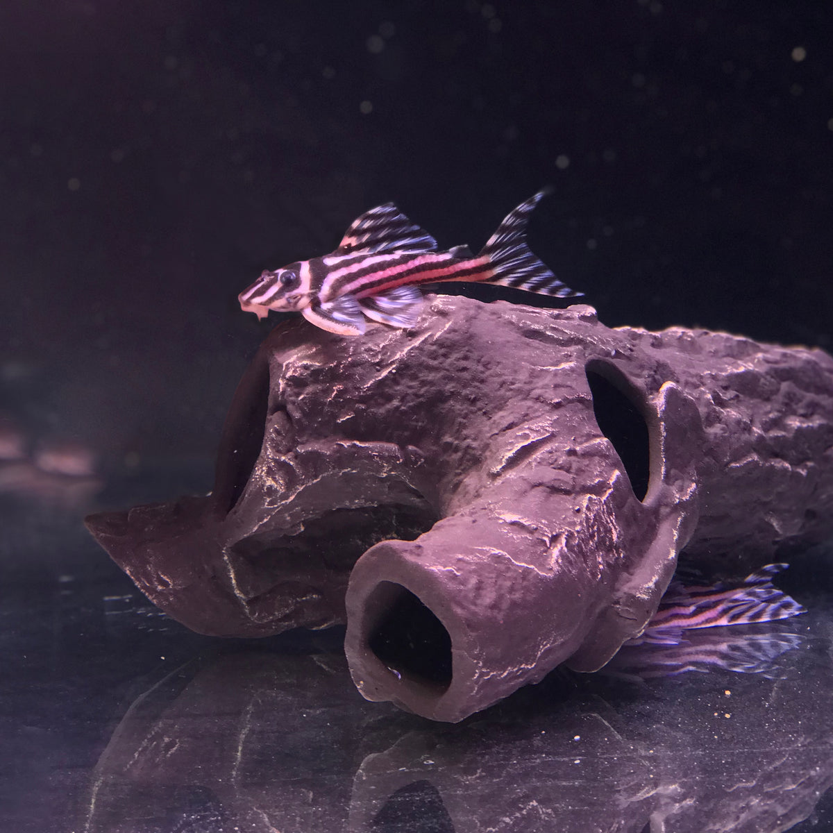 Pleco Ceramics - Snag Fish Hideout – Your Local Fish Store