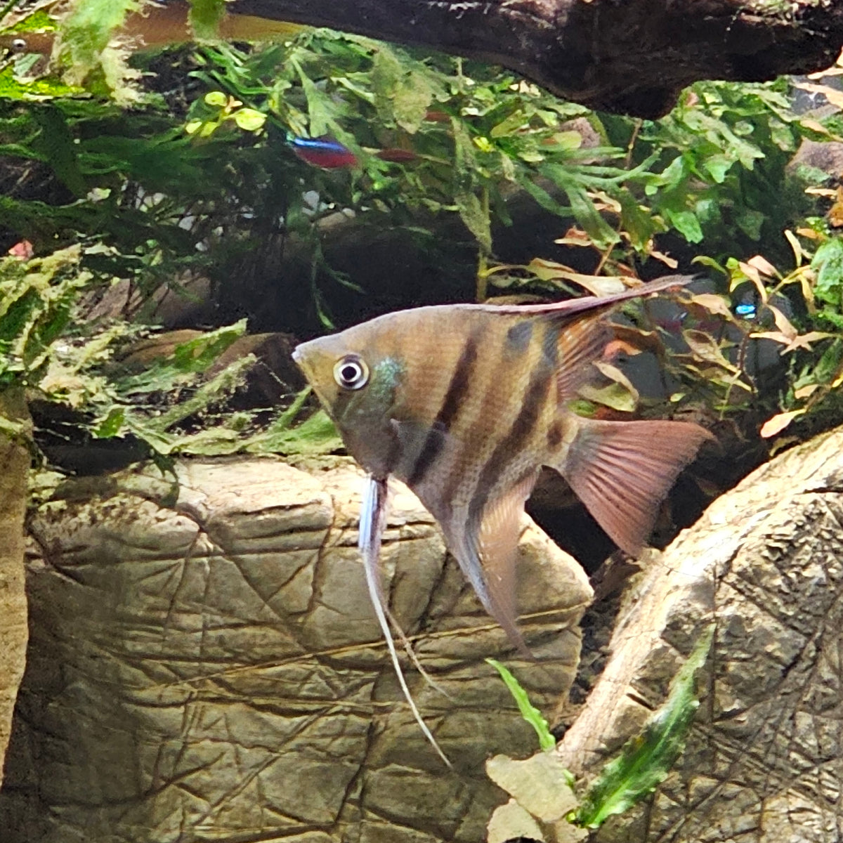 Leopoldi Angelfish Large (Pterophyllum Leopoldi) Wild caught – Your ...