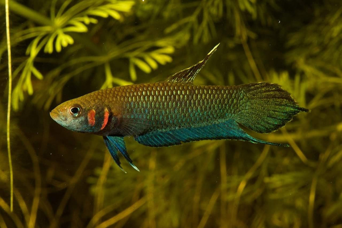 Bettas – Your Local Fish Store