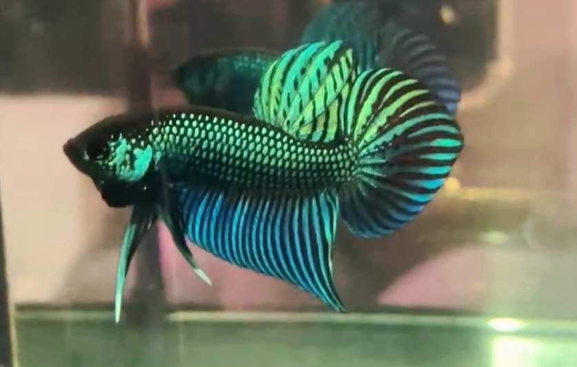 Bettas – Your Local Fish Store