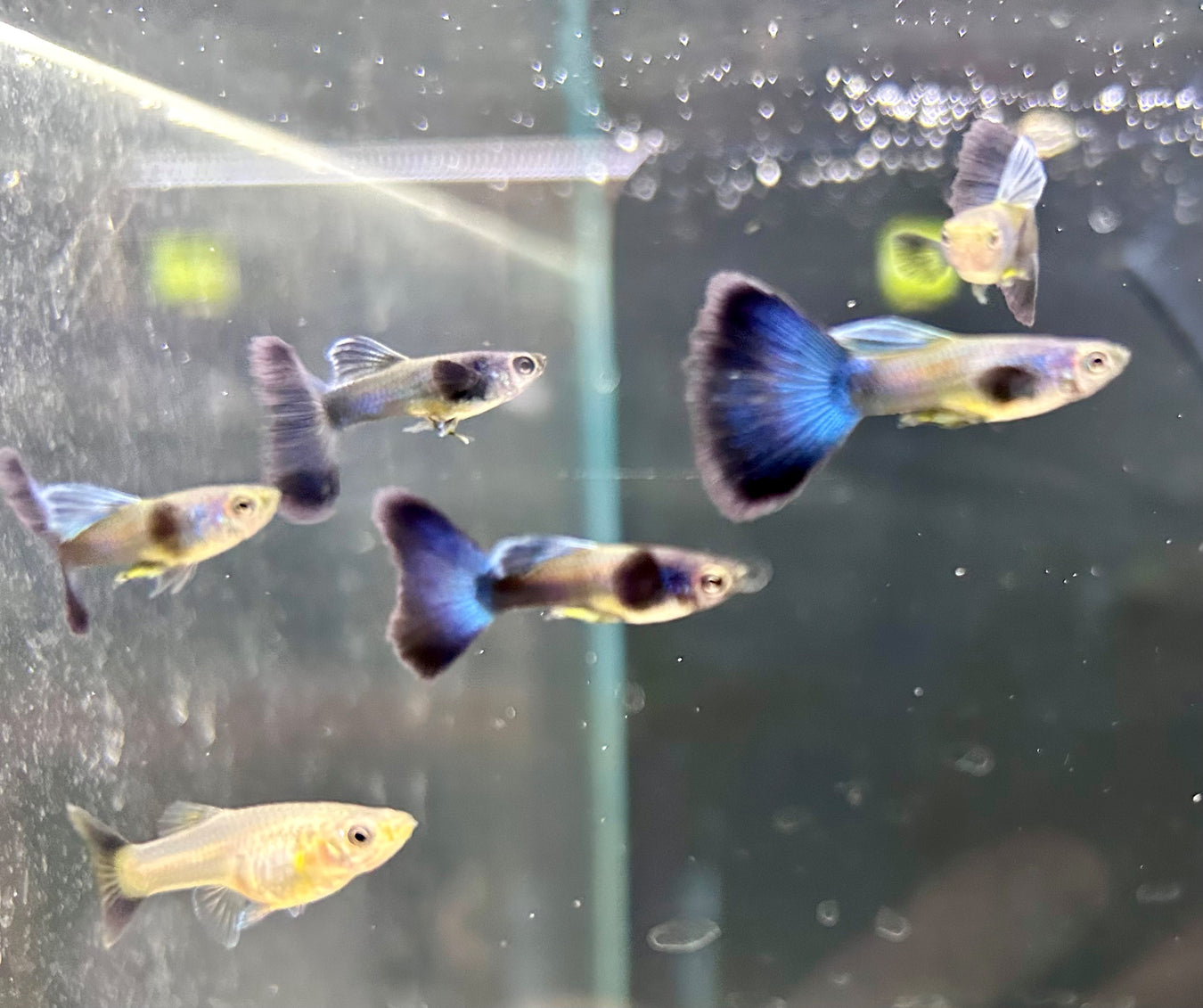 Livebearers – Your Local Fish Store