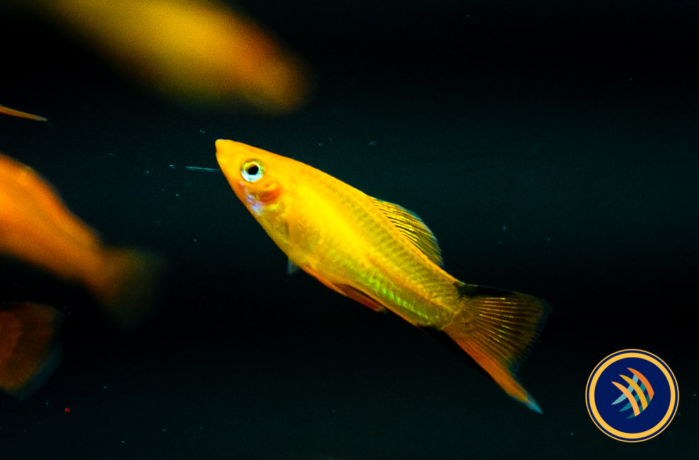Red Comet Swordtail (Xiphophorus helleri) 5cm – Your Local Fish Store