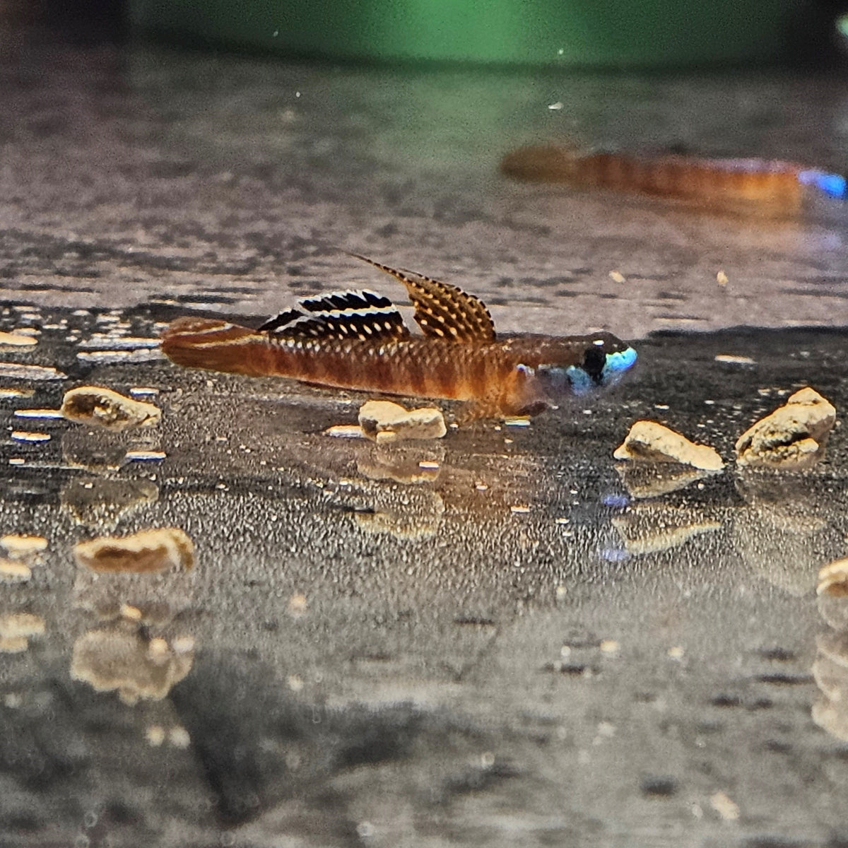 Golden Red Goby (stiphodon cf.rutilaureus) 3-4cm – Your Local Fish Store