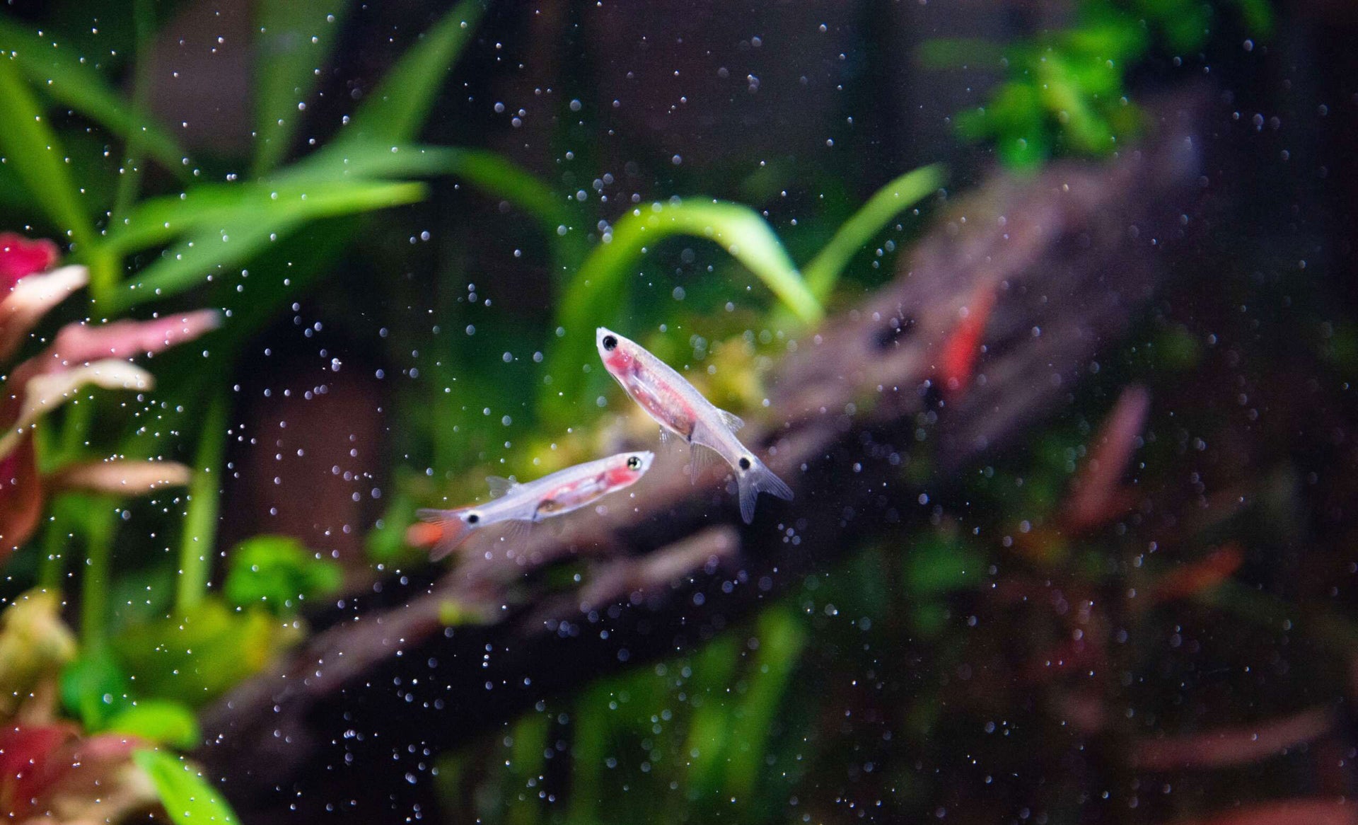 About Us – Your Local Fish Store