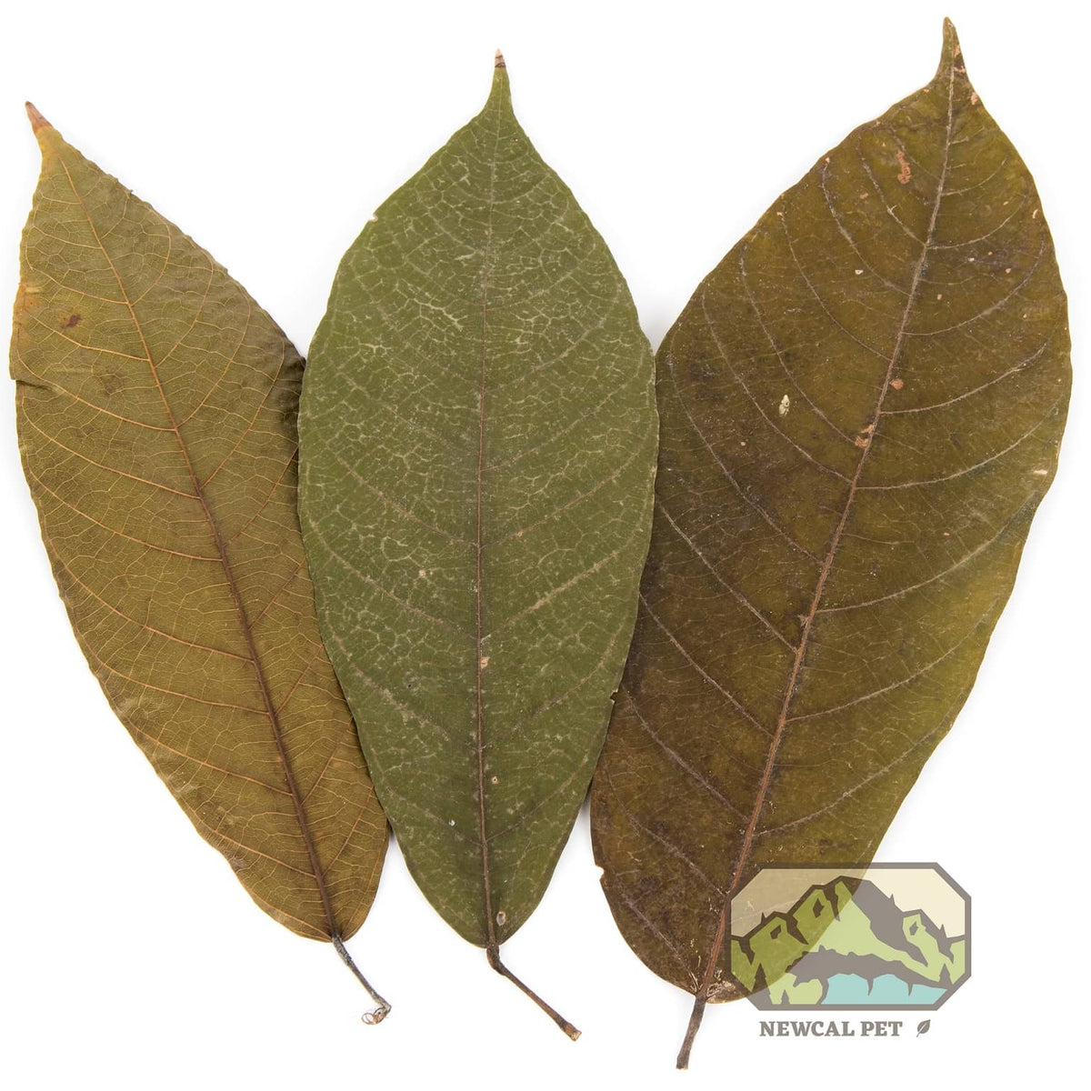 Cocoa Leaves 12"-15" (10 pack) – Your Local Fish Store