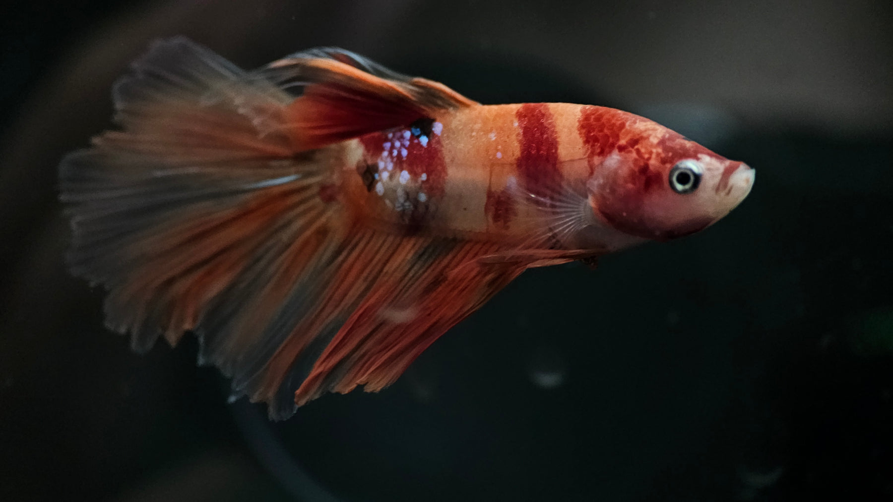 Bettas – Your Local Fish Store