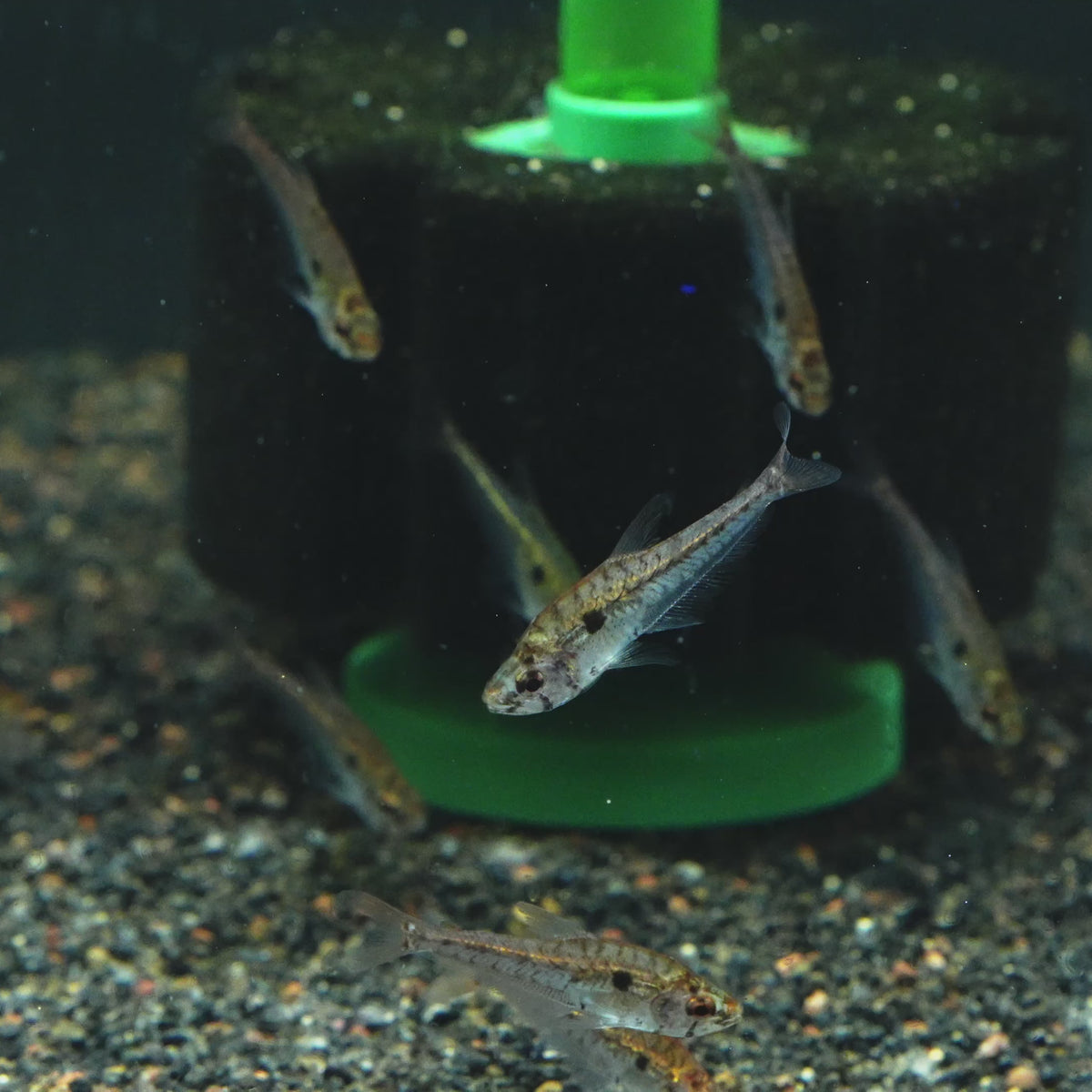 Small-scale Glass Tetra (Charax condei) – Your Local Fish Store