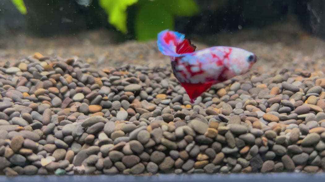 Bettas – Your Local Fish Store