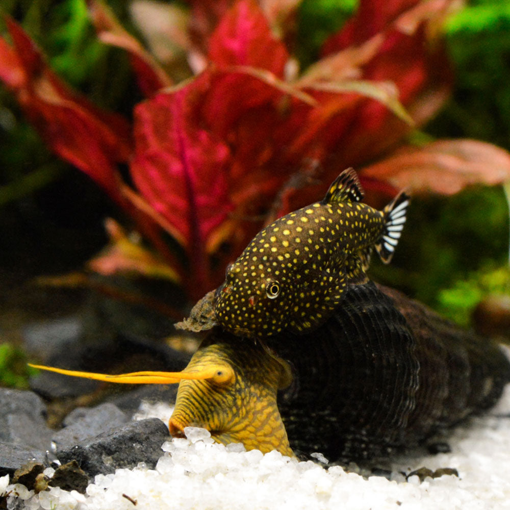 Borneo Sucker Loach (Gastromyzon sp.) 3cm – Your Local Fish Store