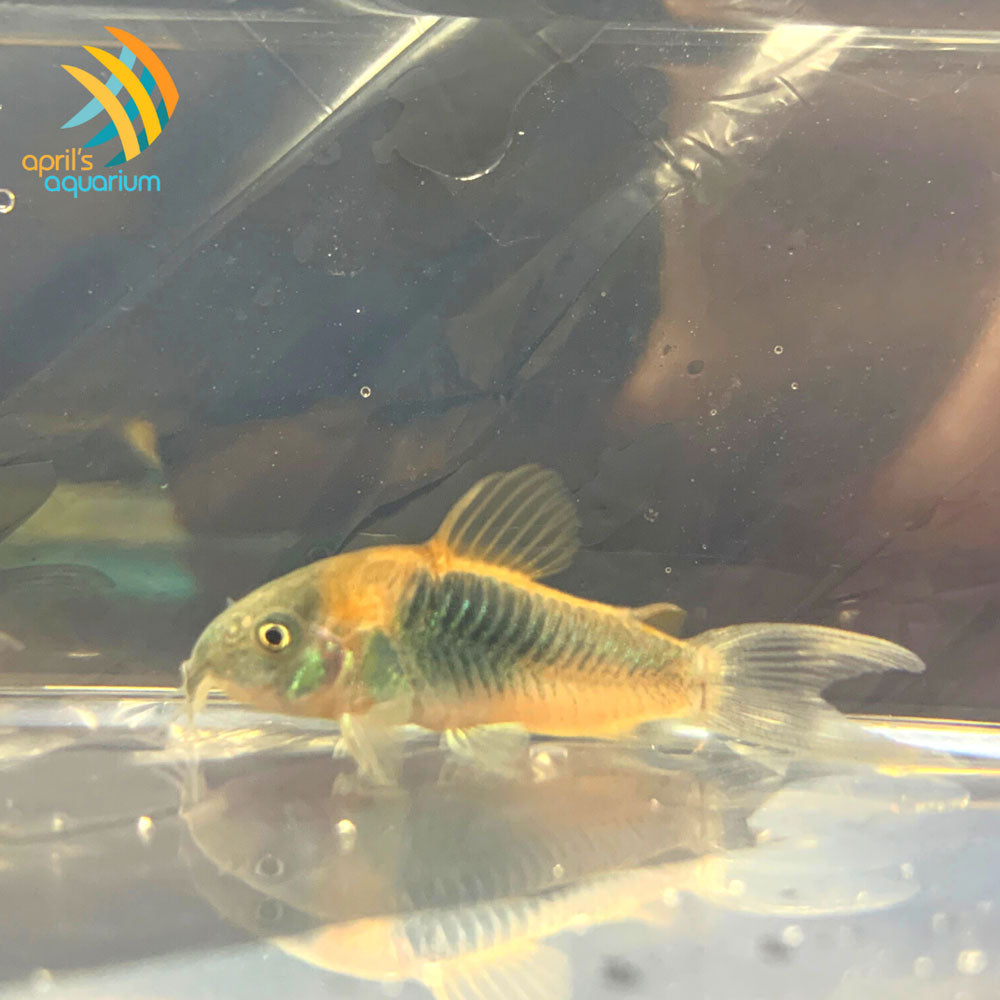 Venezuelan Orange Corydora – Your Local Fish Store