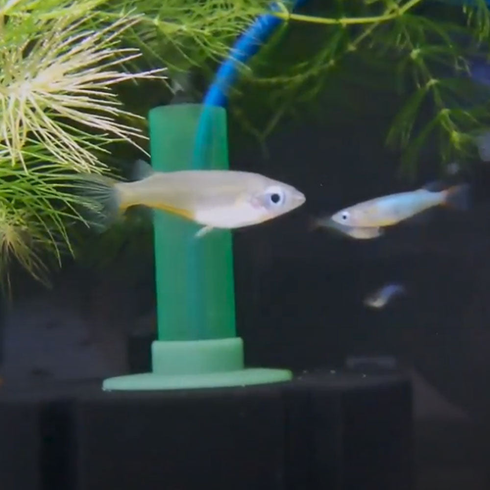 Daisy's Blue Ricefish – Your Local Fish Store