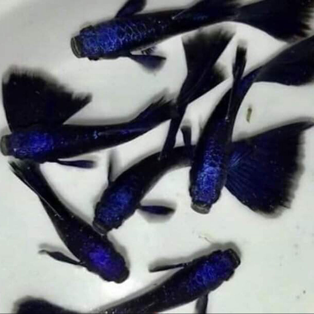 Livebearers – Your Local Fish Store