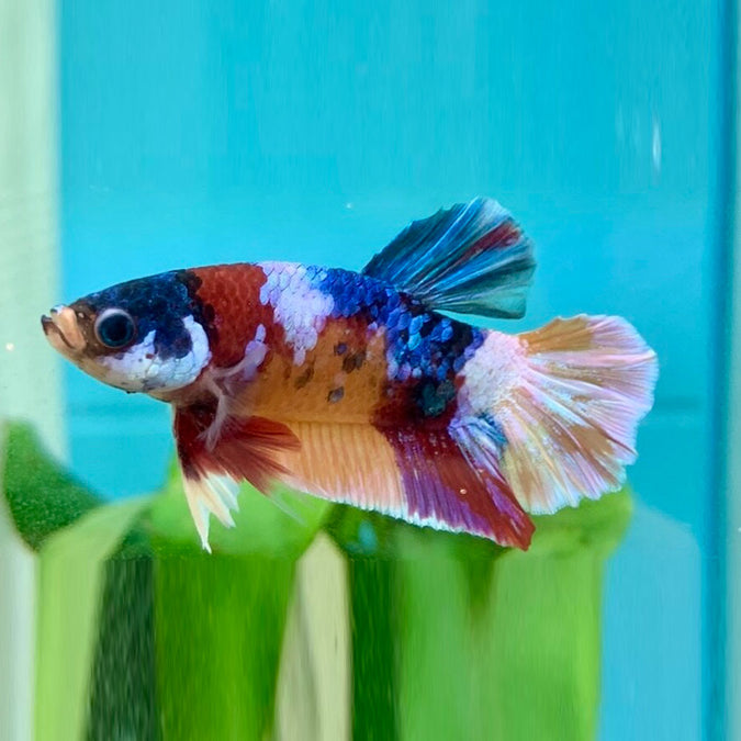 Bettas – Your Local Fish Store