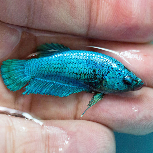 Bettas – Your Local Fish Store