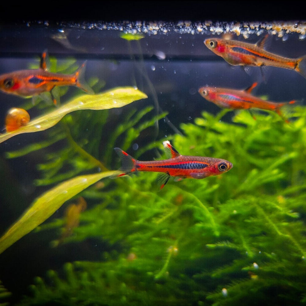 Mosquito "Chilli" Rasbora (Boraras Brigittae) – Your Local Fish Store