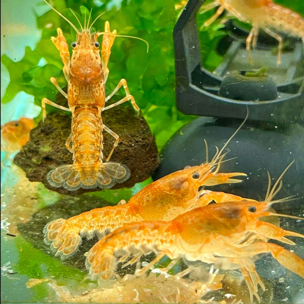 Freshwater Mexican Dwarf Orange Crayfish Orange Dwarf Mexican Crayfish