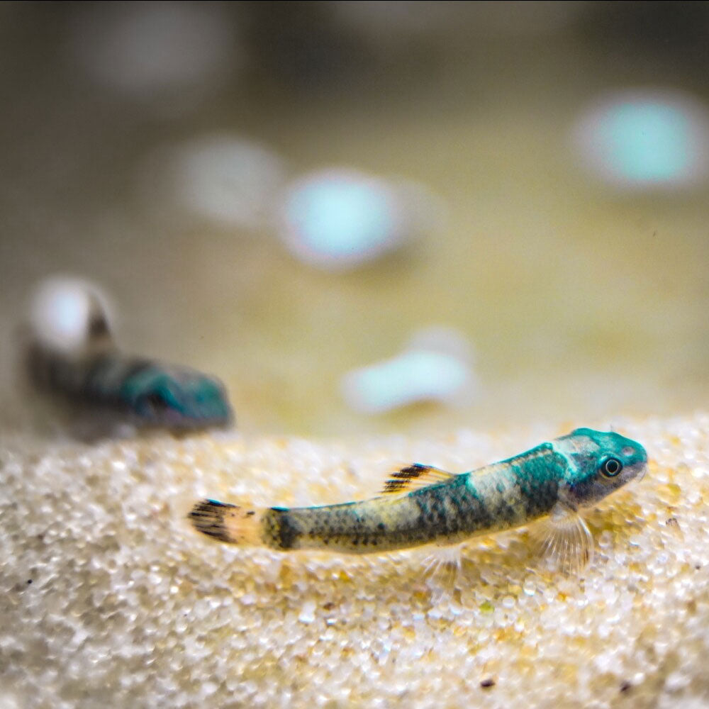 Panda Garra (Garra flavatra) 3cm – Your Local Fish Store