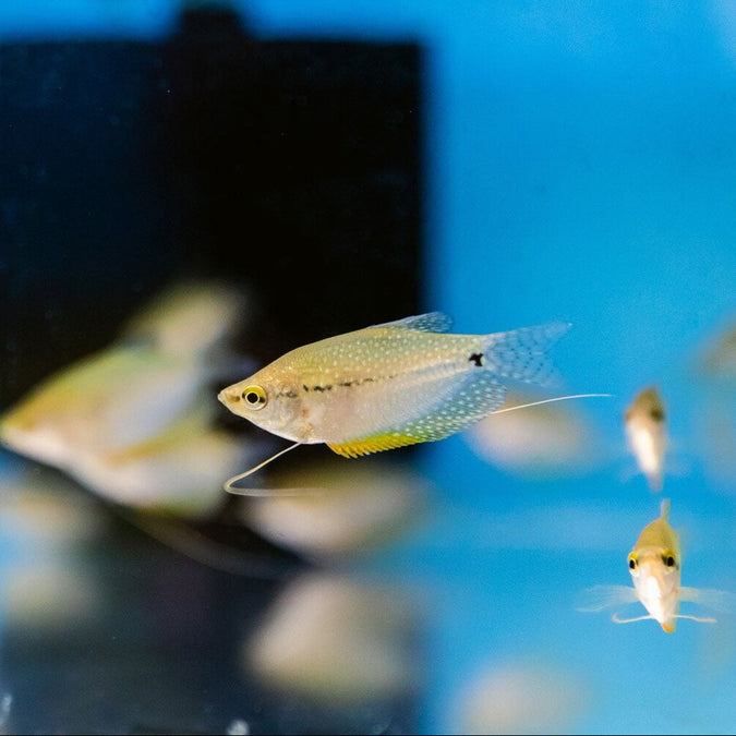 Cichlids Badis & Gouramis – Your Local Fish Store