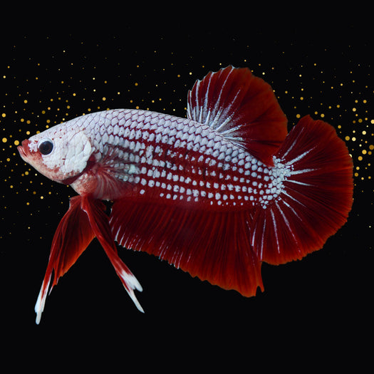 Bettas – Your Local Fish Store