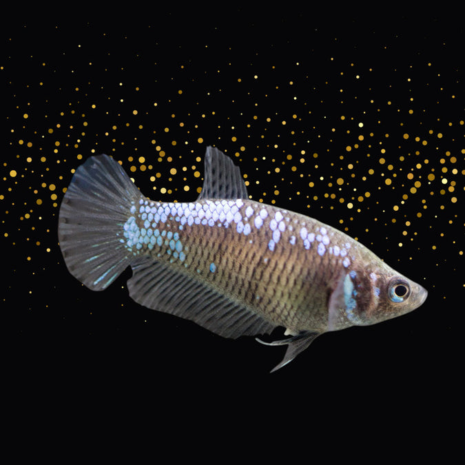 Bettas – Your Local Fish Store