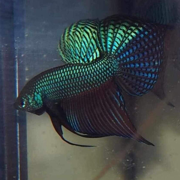 Bettas – Your Local Fish Store